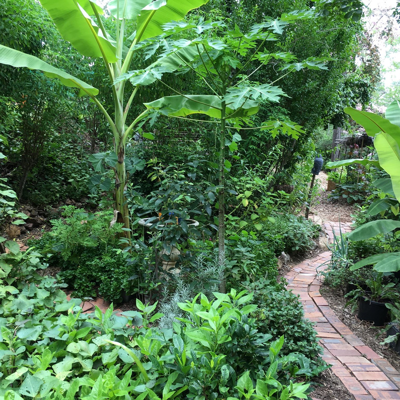Garden Tours – Brisbane Edible Gardening