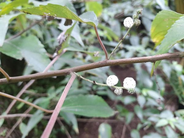 Native Australian Mulberry – Brisbane Edible Gardening