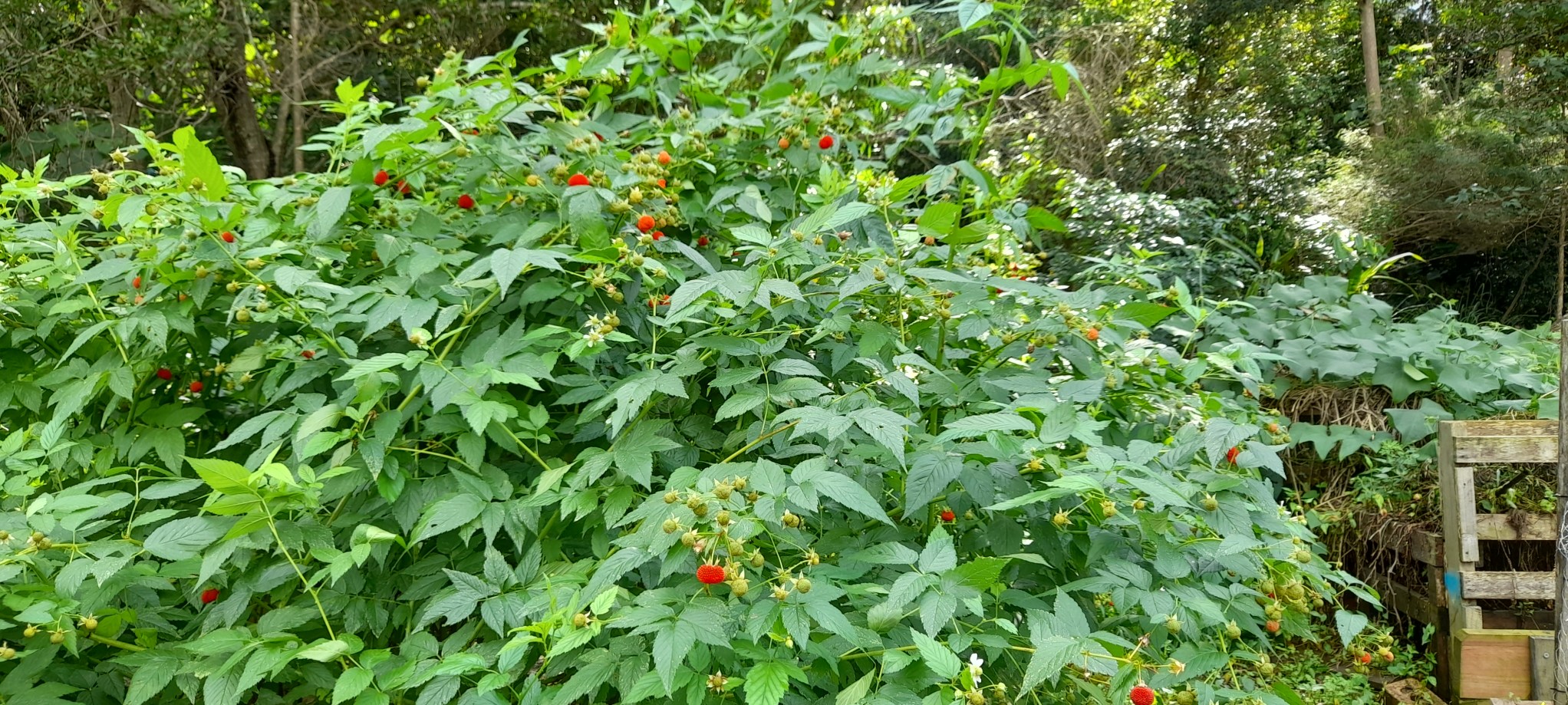 Atherton Raspberry (Rubus probus) – Brisbane Edible Gardening