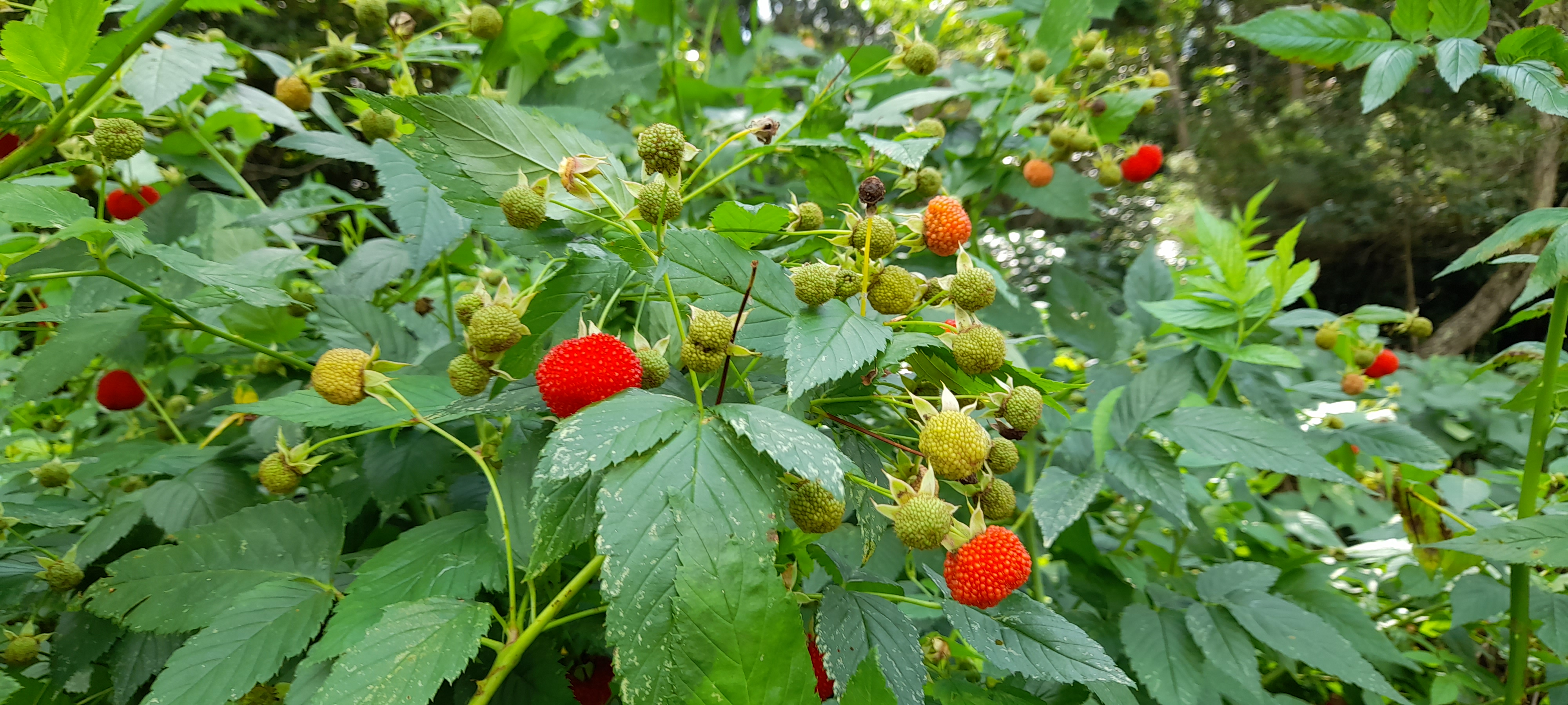 Native Plants – Brisbane Edible Gardening