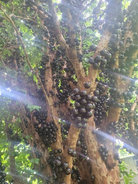 Jaboticaba (Plinia cauliflora) – Brisbane Edible Gardening