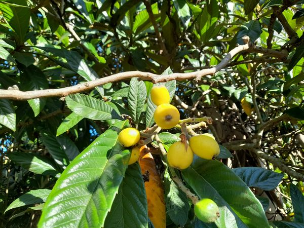 Fruit Trees – Brisbane Edible Gardening