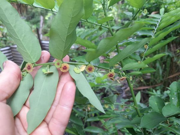 Sweetleaf, Katuk (Sauropus androgynus) – Brisbane Edible Gardening