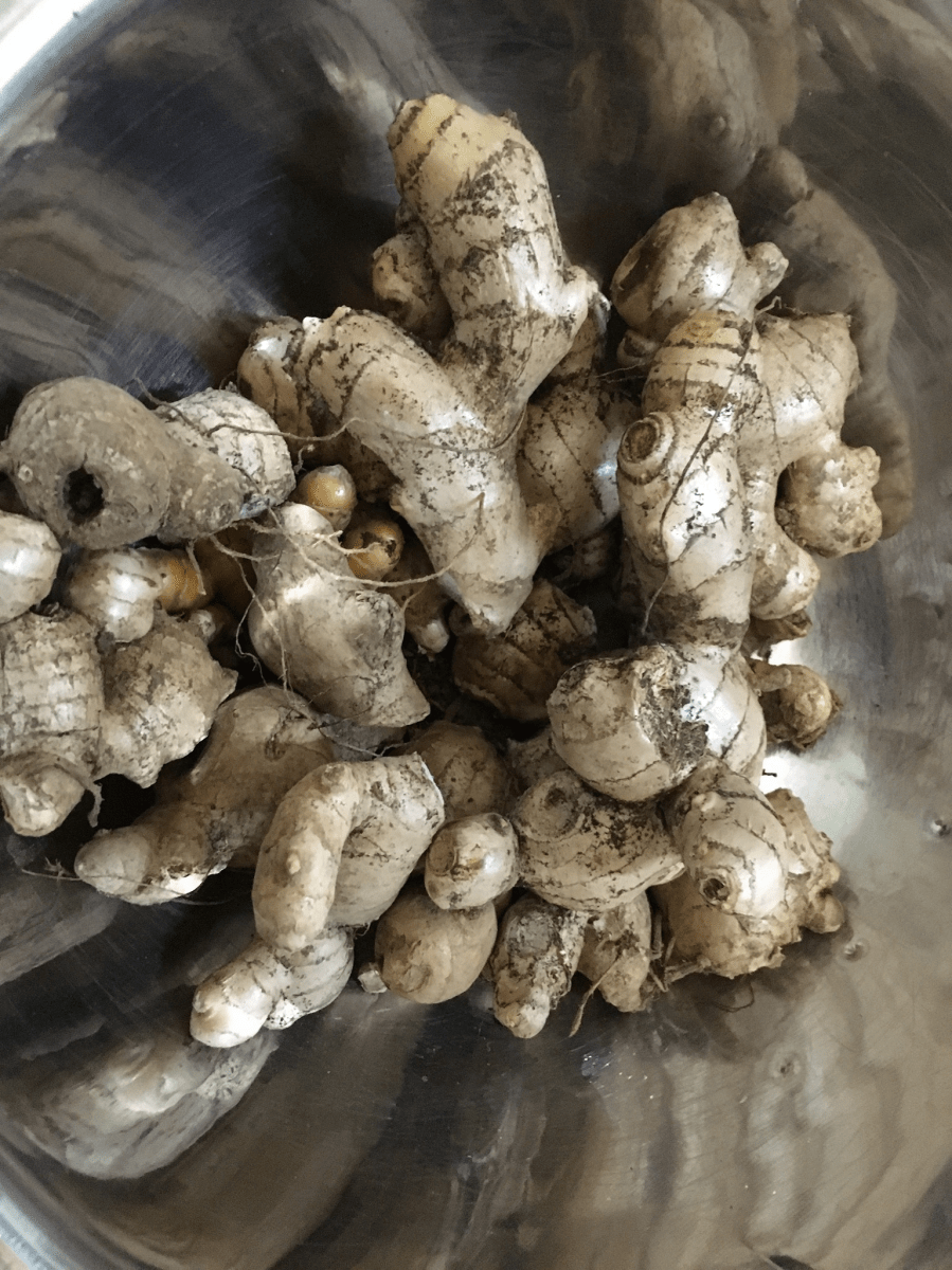 Ginger Shrub – Brisbane Edible Gardening