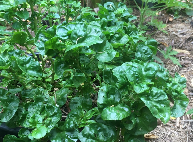 Brazilian Spinach (Althernanthera sissoo). – Brisbane Edible Gardening