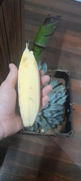 Blue Java Bananas – Brisbane Edible Gardening