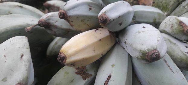 Blue Java Bananas – Brisbane Edible Gardening
