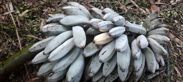 Blue Java Bananas – Brisbane Edible Gardening