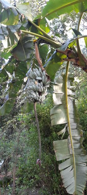 Blue Java Bananas – Brisbane Edible Gardening