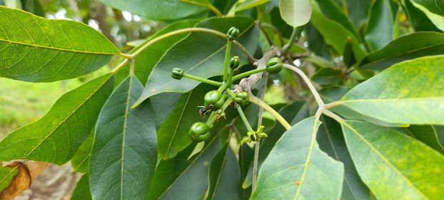 White Sapote – Brisbane Edible Gardening