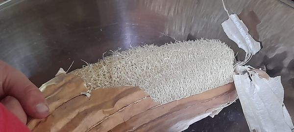 Loofa Processing – Brisbane Edible Gardening