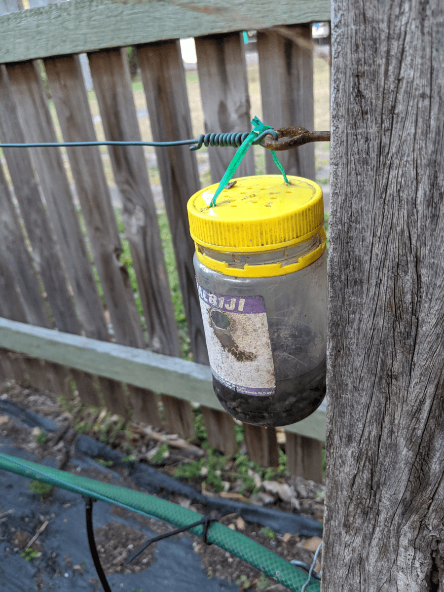 Fruit Fly Control – Brisbane Edible Gardening