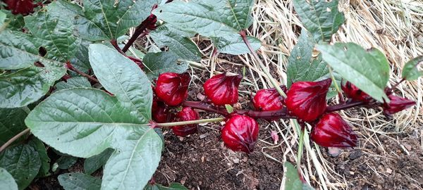 Rosellas – Brisbane Edible Gardening