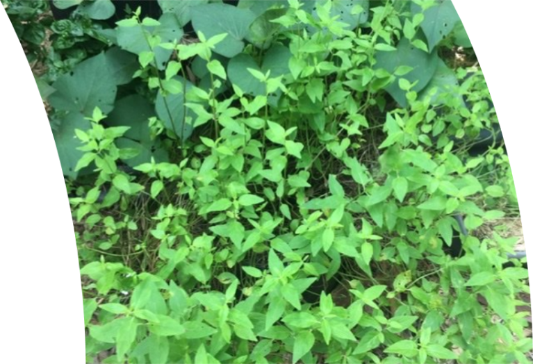 Native River Mint – Brisbane Edible Gardening