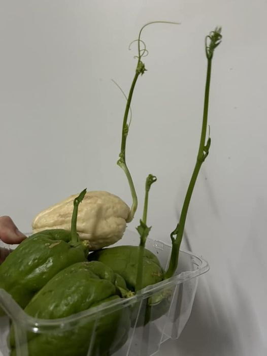 Choko – Brisbane Edible Gardening