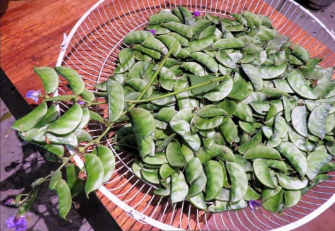 Lablab (Lablab purpurea) – Brisbane Edible Gardening