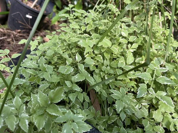 Java Dropwort – Brisbane Edible Gardening