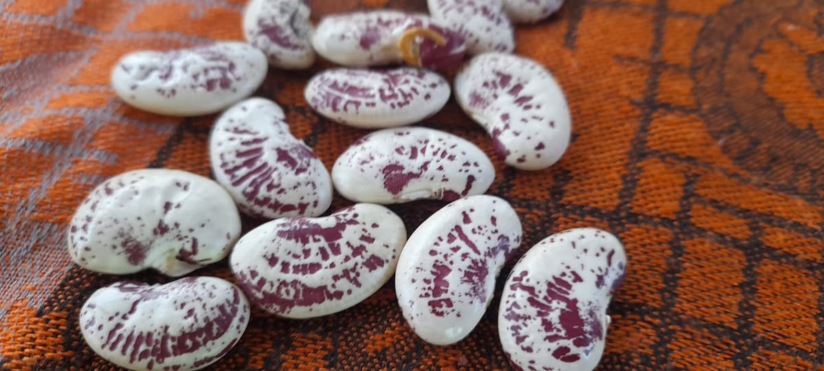 Madagascar Bean – Brisbane Edible Gardening