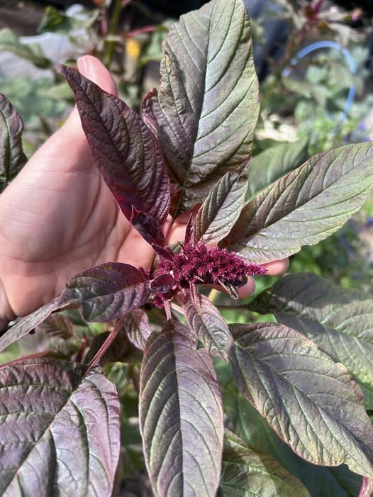 Purple amaranth (Amaranthus cruentus) – Brisbane Edible Gardening